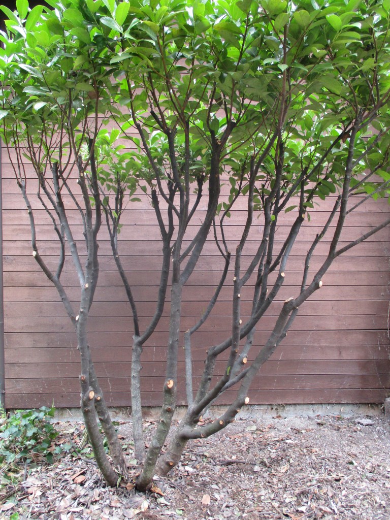 Overgrown Shrubbery Becomes Small Trees – Tony Tomeo