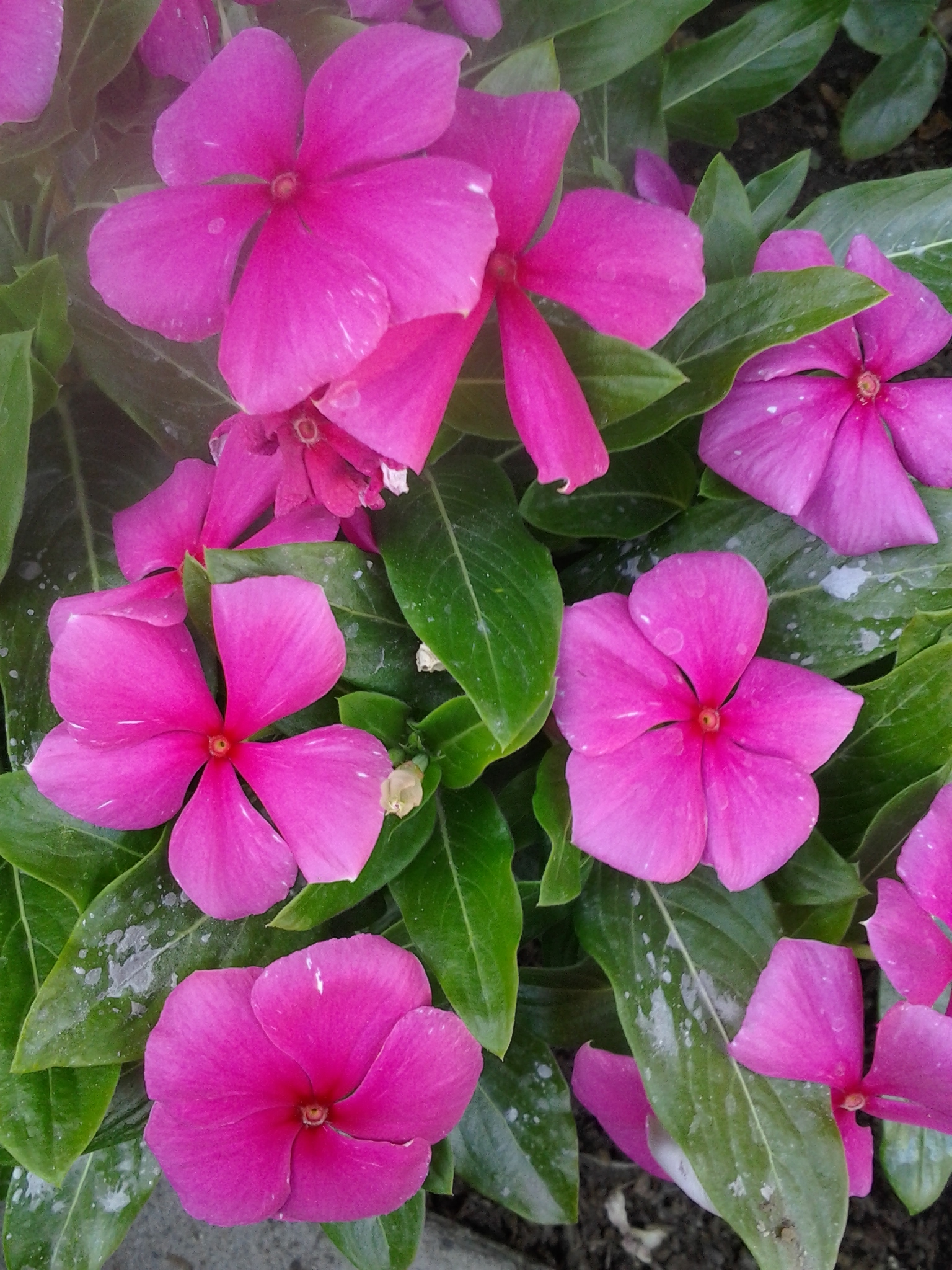 Madagascar Periwinkle – Tony Tomeo