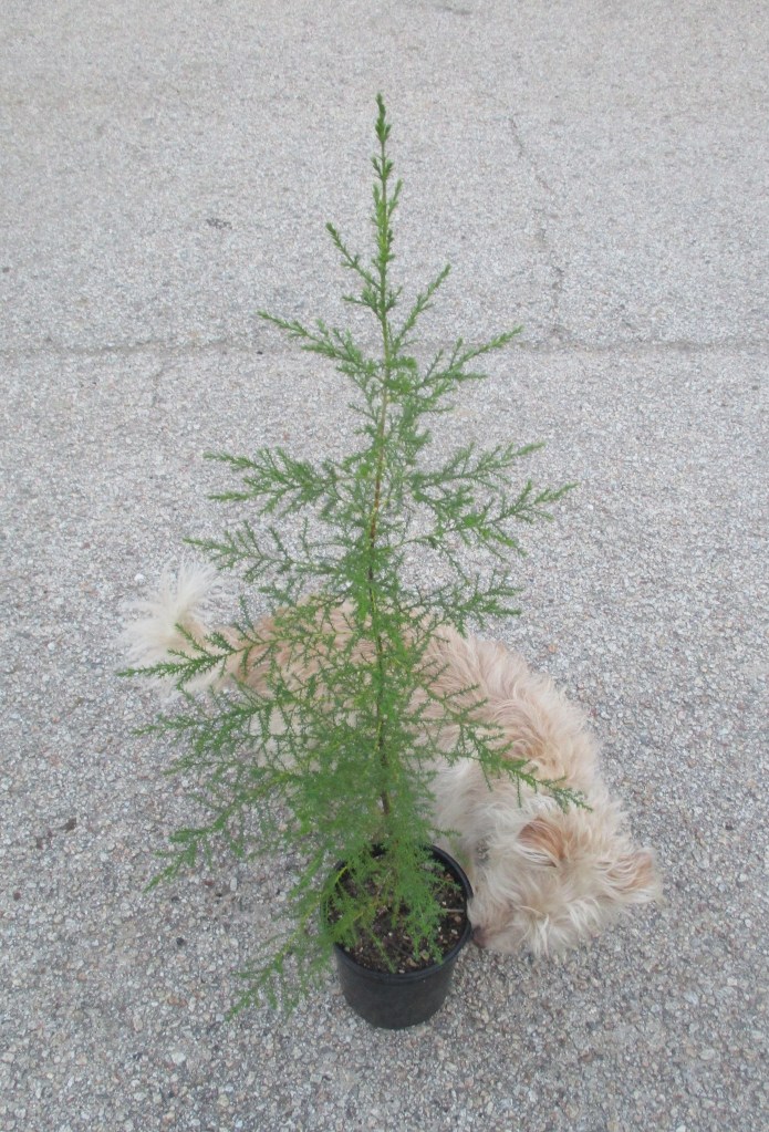 Steven Michael Ralls Memorial Tree – Tony Tomeo