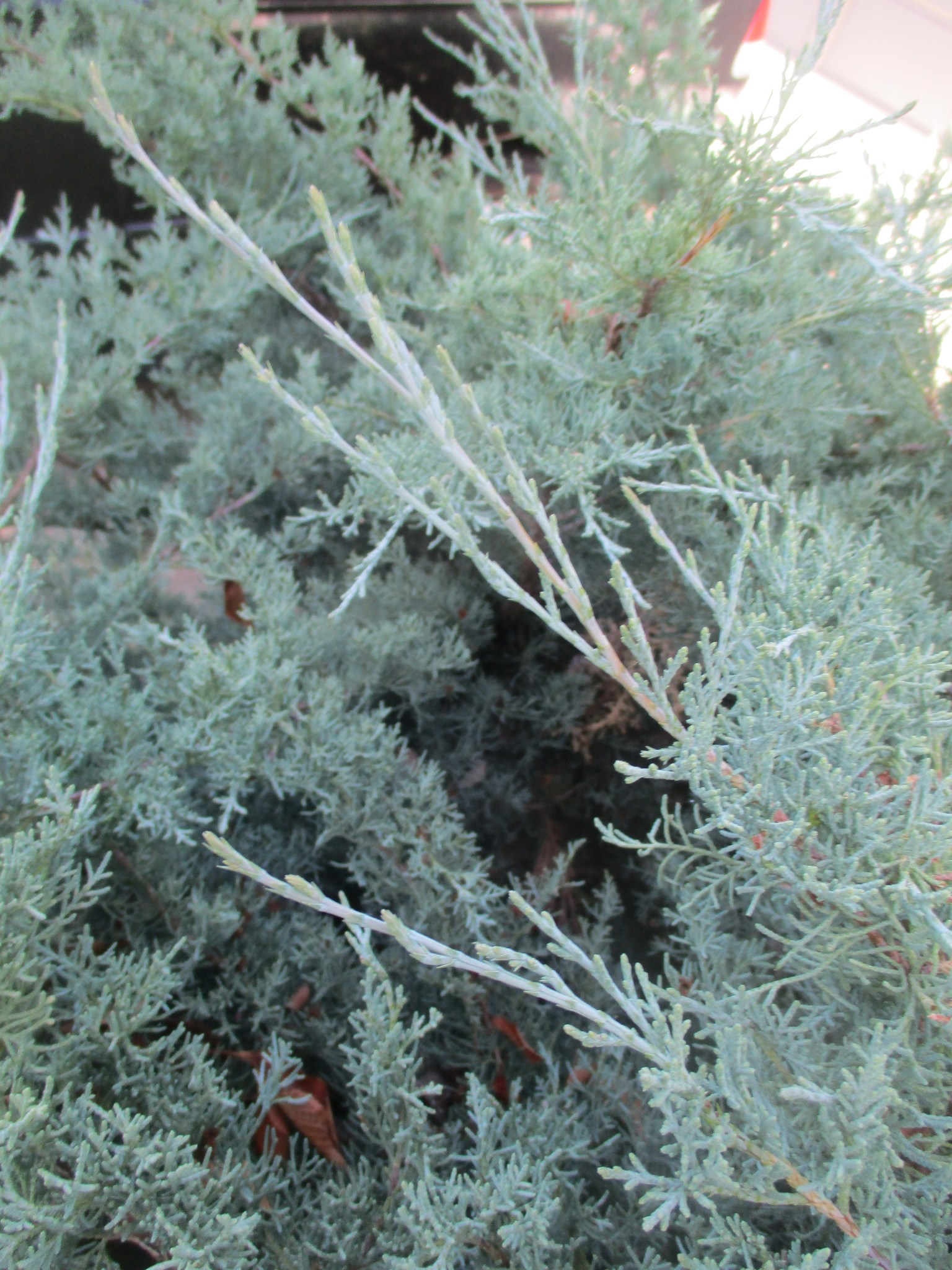 Hetz Blue Juniper – Tony Tomeo