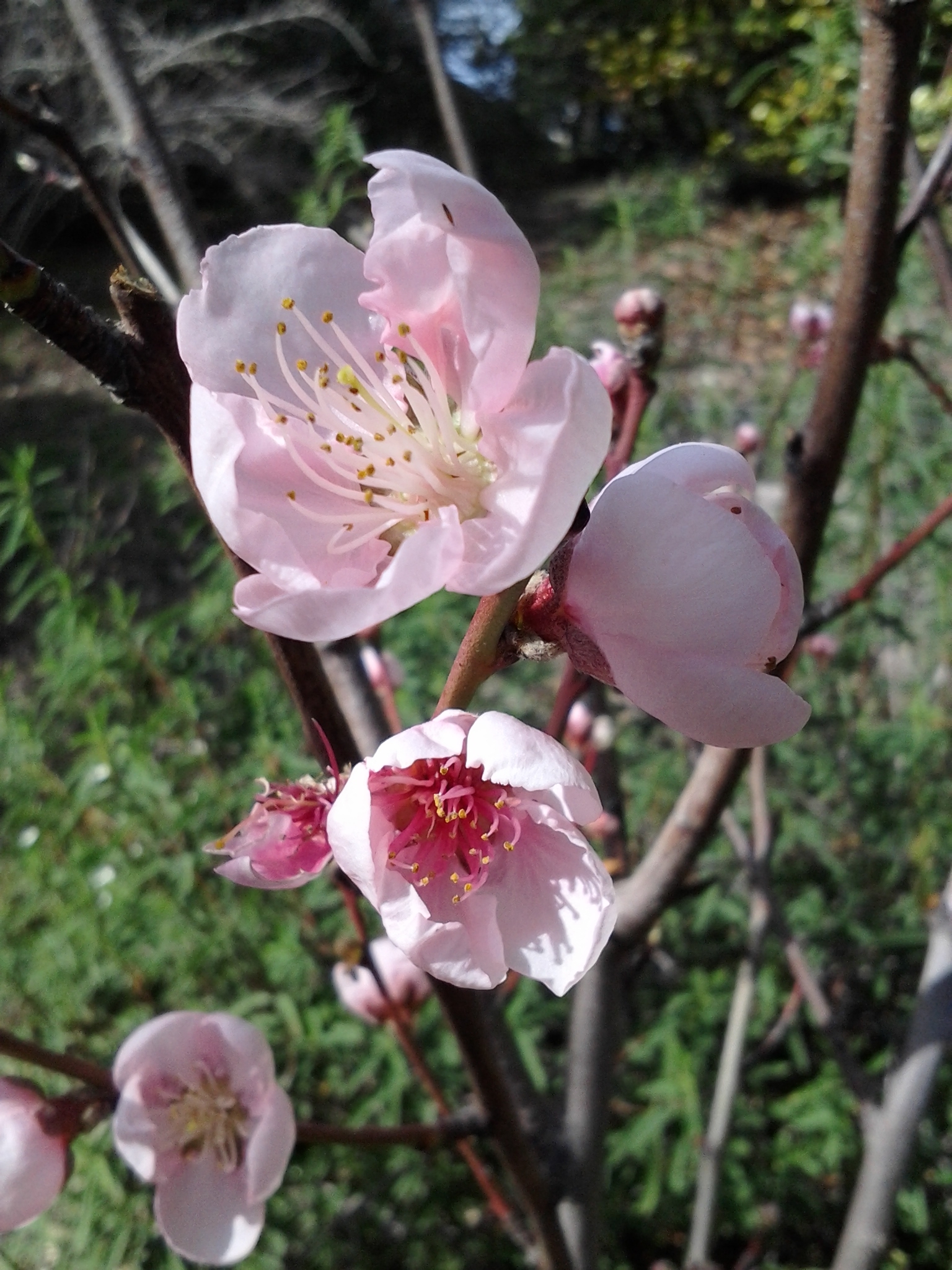 Flowering Fruit Trees Without Fruit – Tony Tomeo