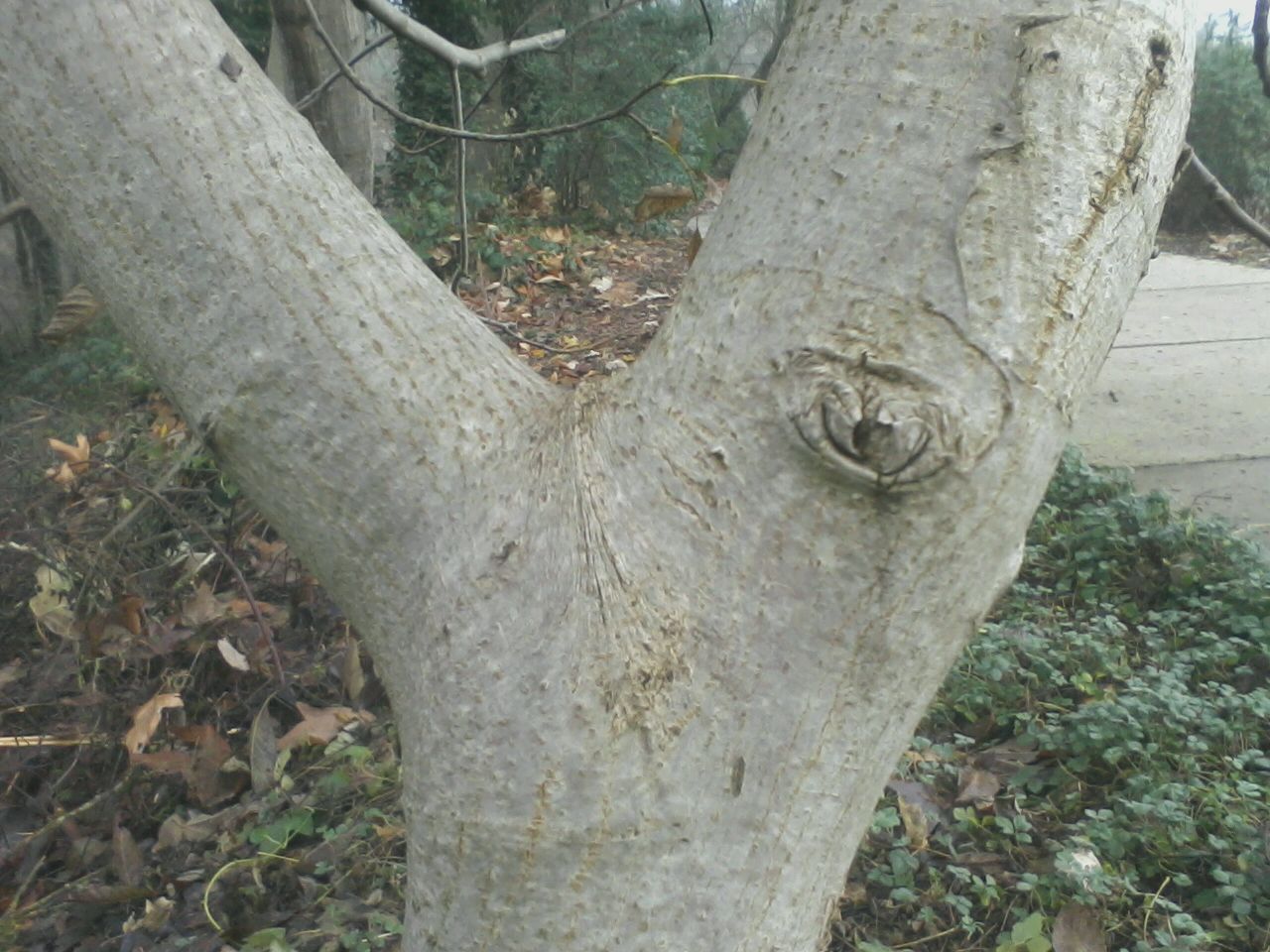 English Walnut – Tony Tomeo