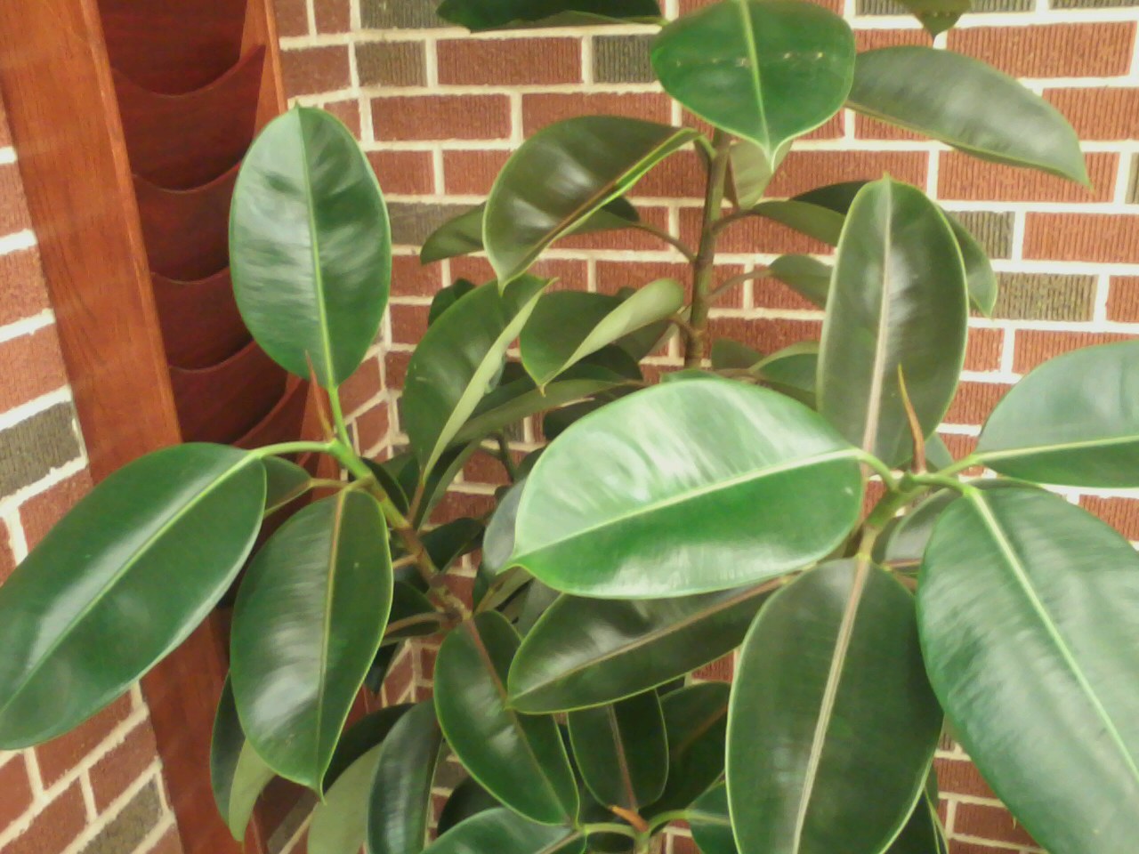 Rubber Tree – Tony Tomeo