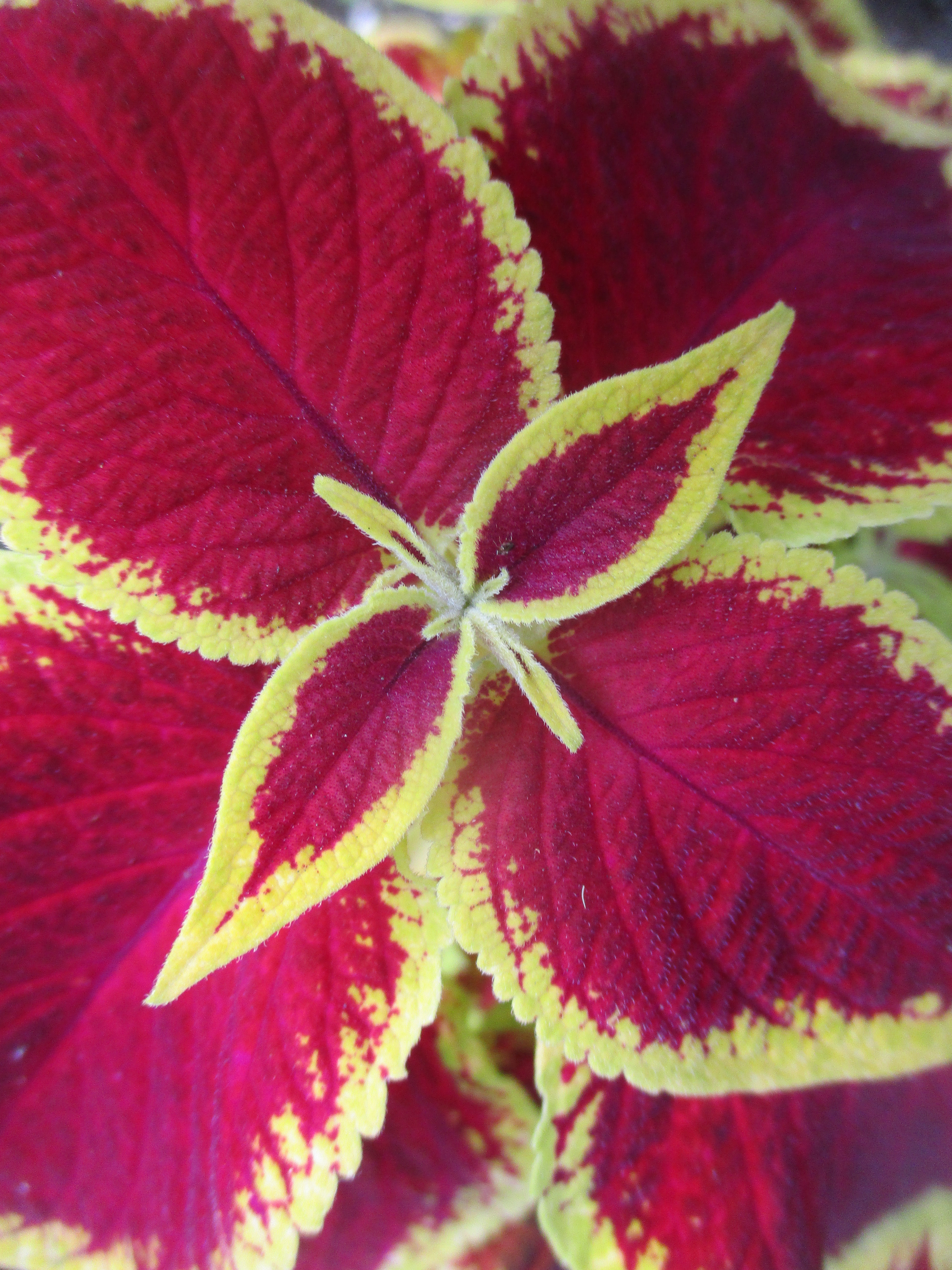 Foliar Color Goes Beyond Green – Tony Tomeo