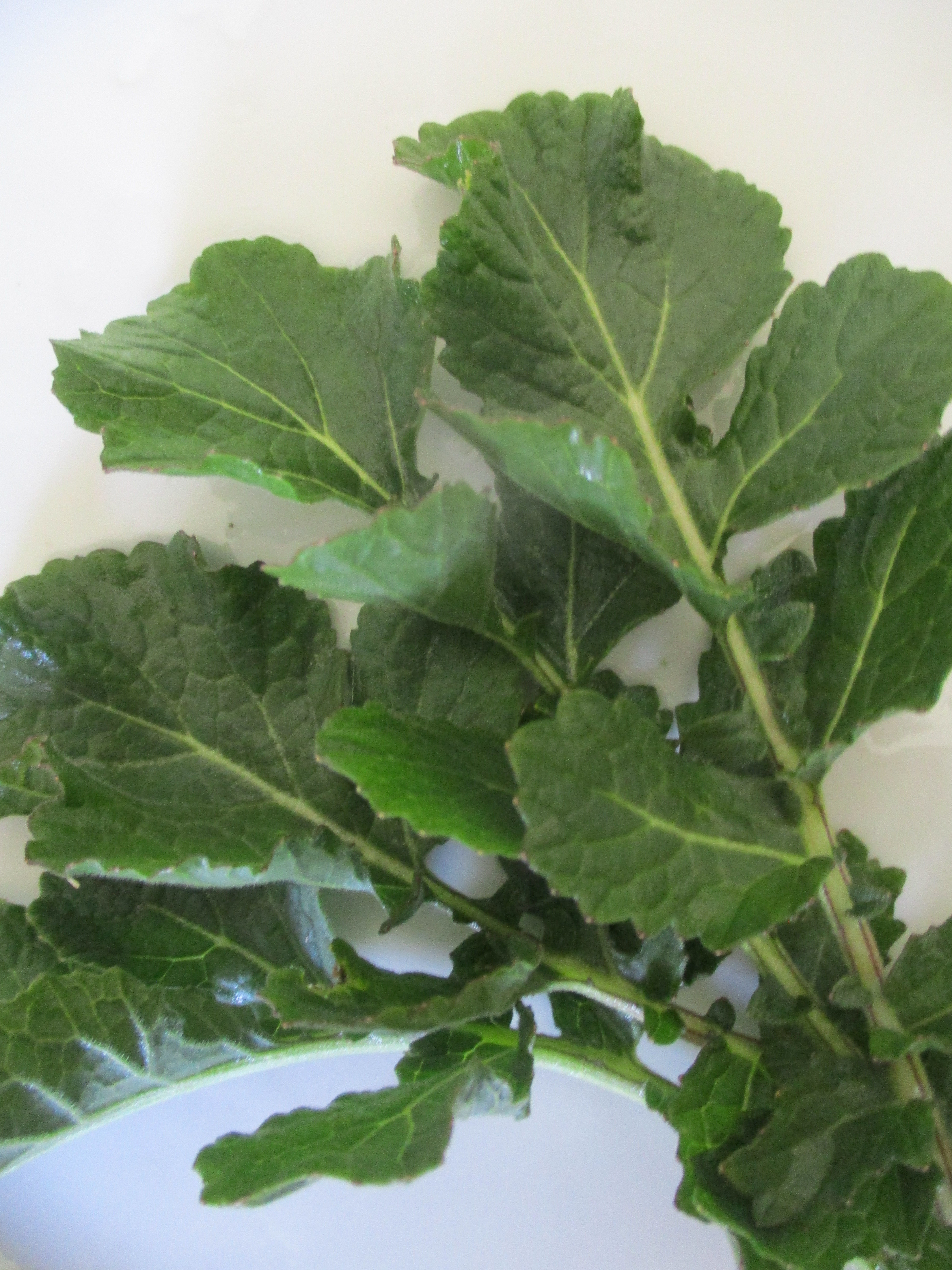 Cole Vegetables Are Cool Vegetables – Tony Tomeo