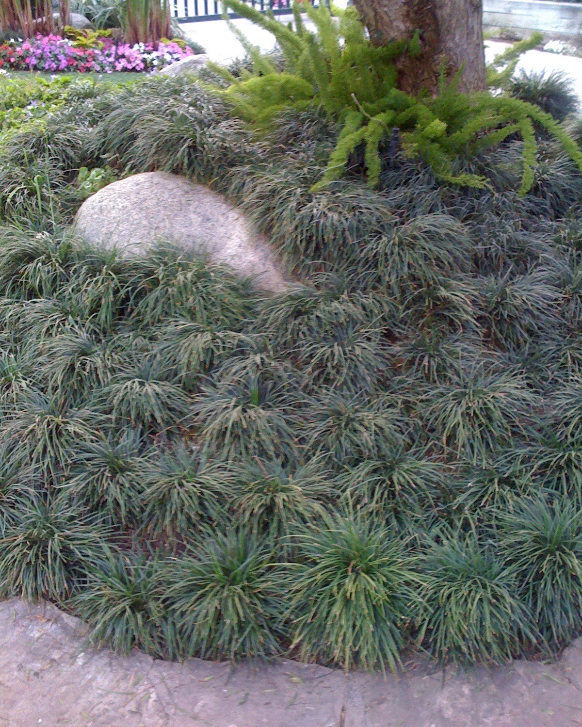 Mondo Grass – Tony Tomeo