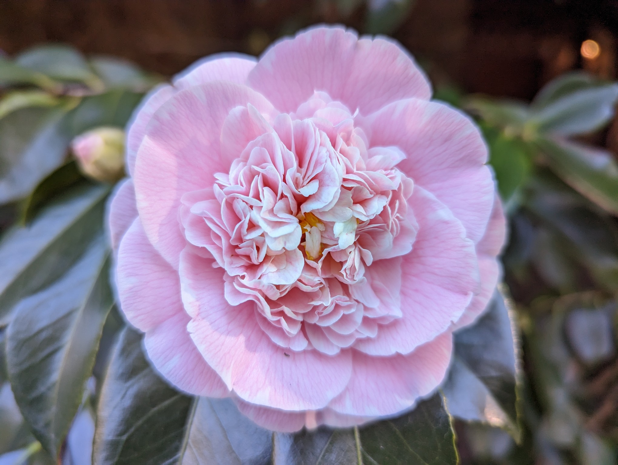 Six on Saturday: Bloom! – Tony Tomeo
