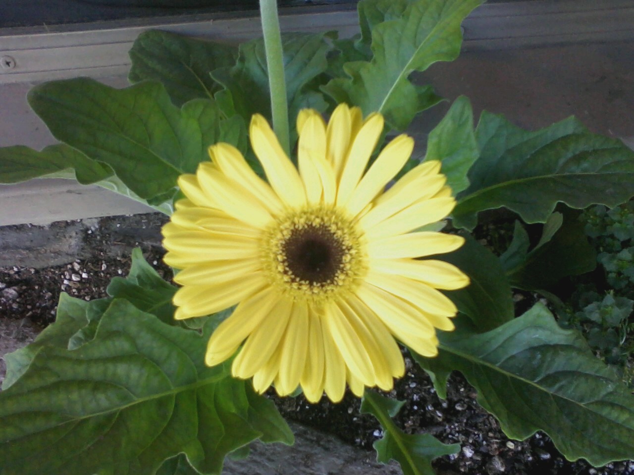 Transvaal Daisy – Tony Tomeo