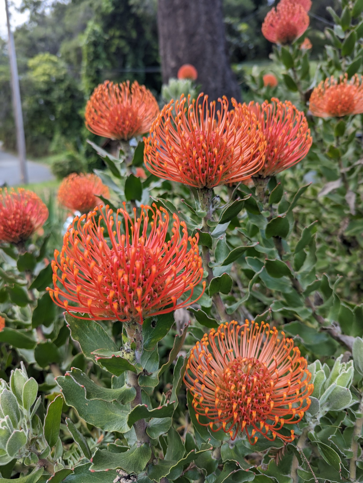 Pincushion Protea – Tony Tomeo