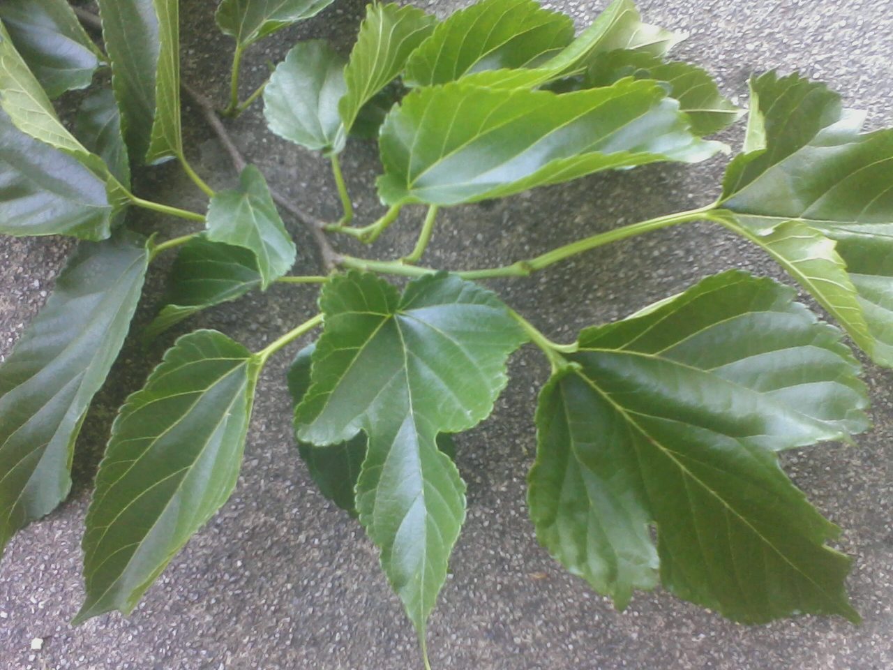 Fruitless Mulberry – Tony Tomeo