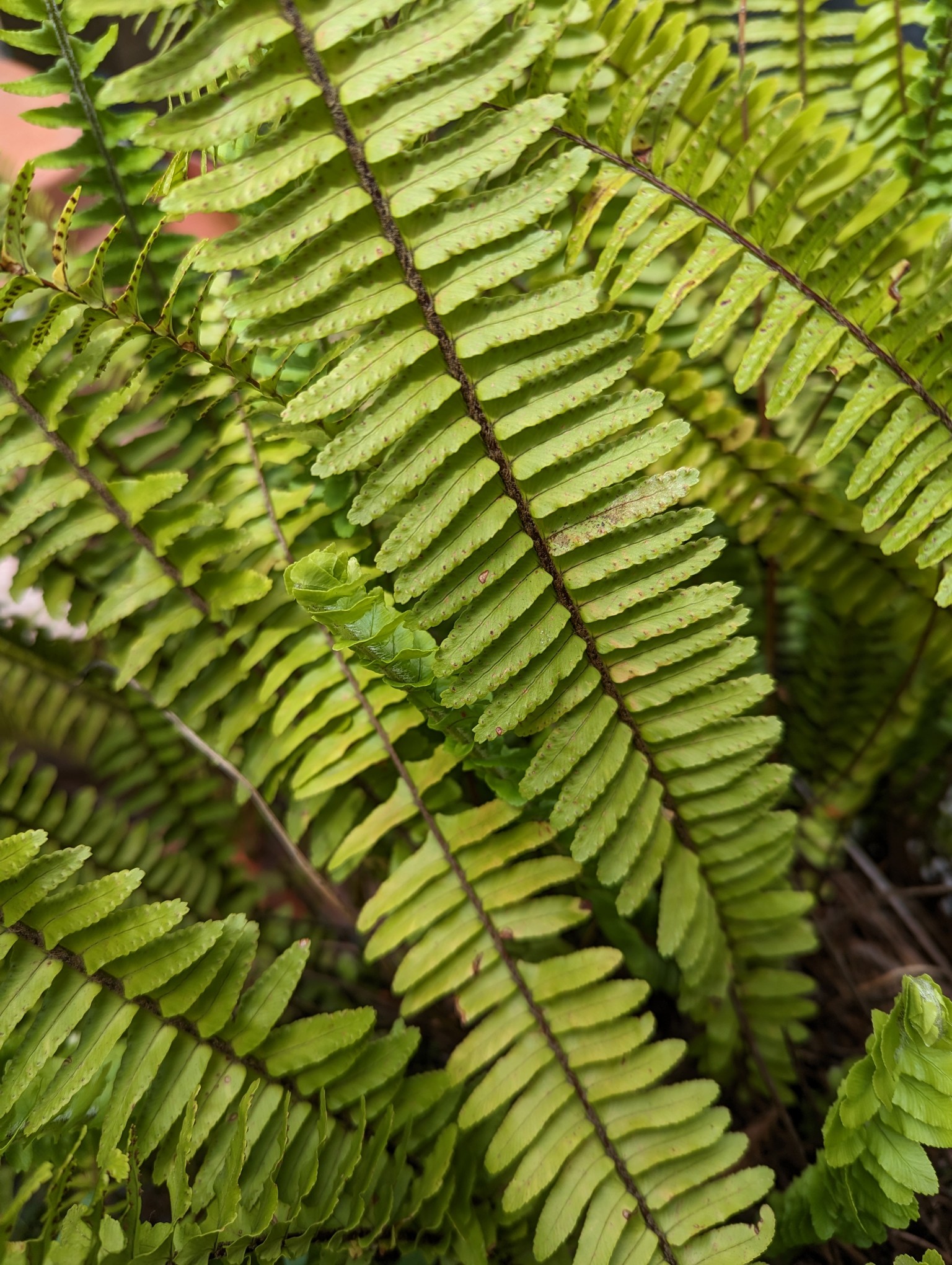 Sword Fern – Tony Tomeo