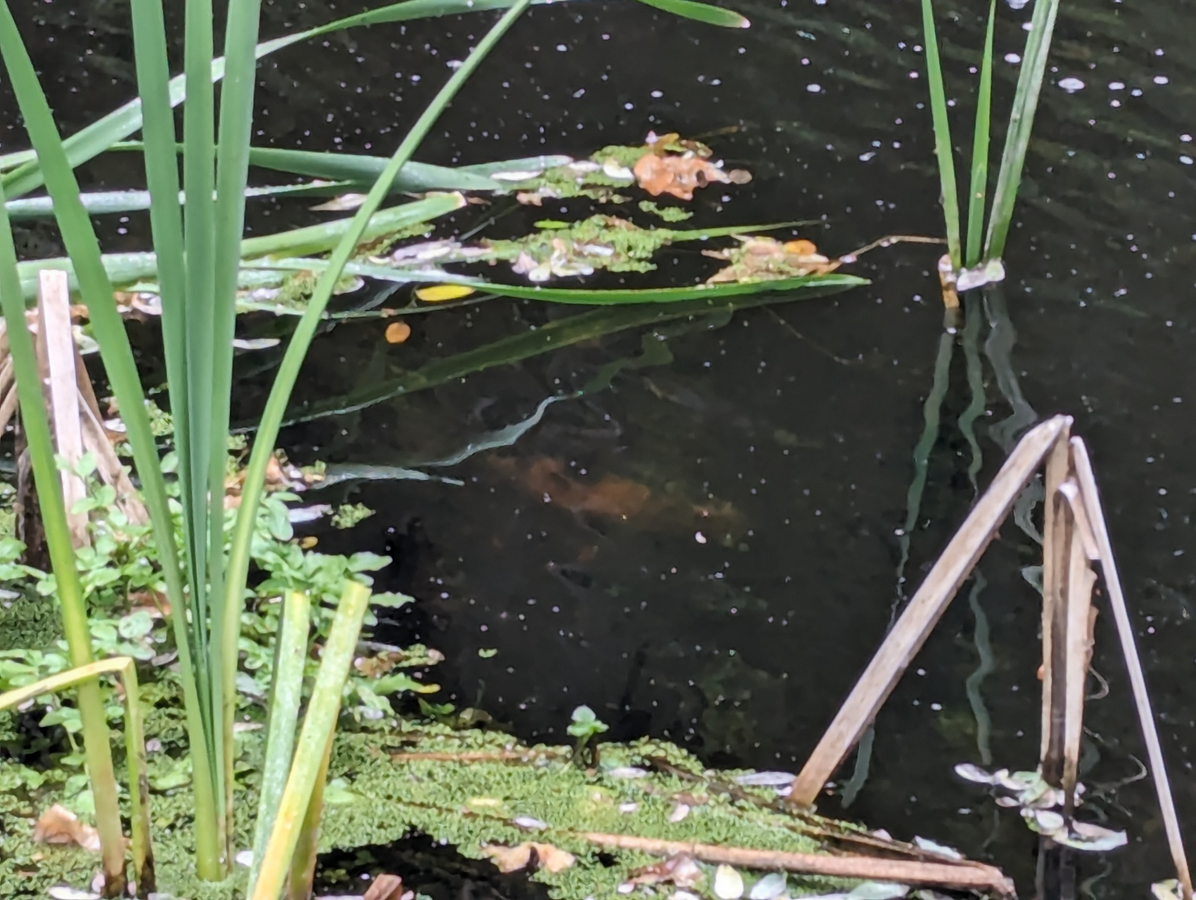 Coy Koi – Tony Tomeo