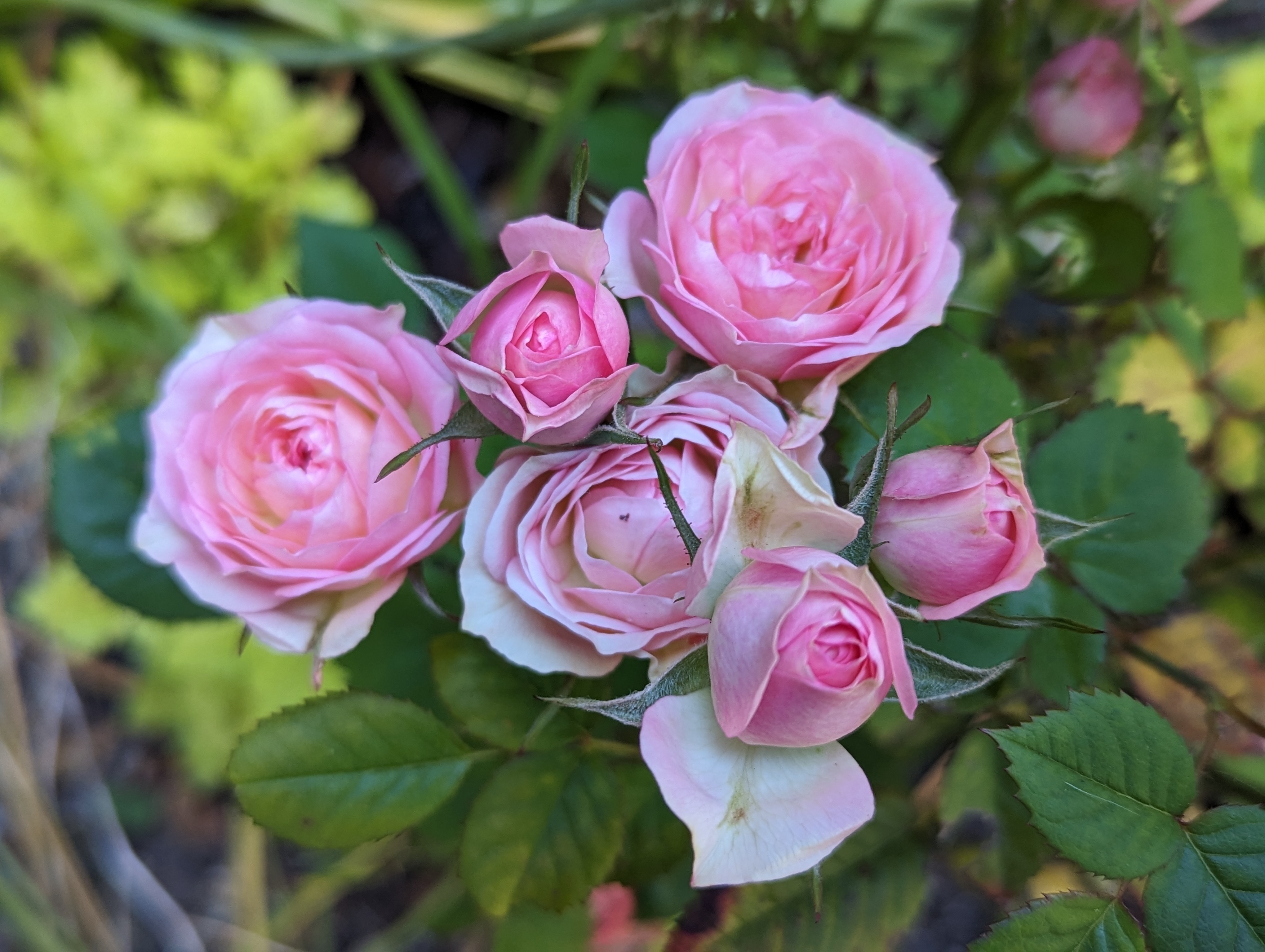 Volunteering at the San Jose Heritage Rose Garden – Tony Tomeo
