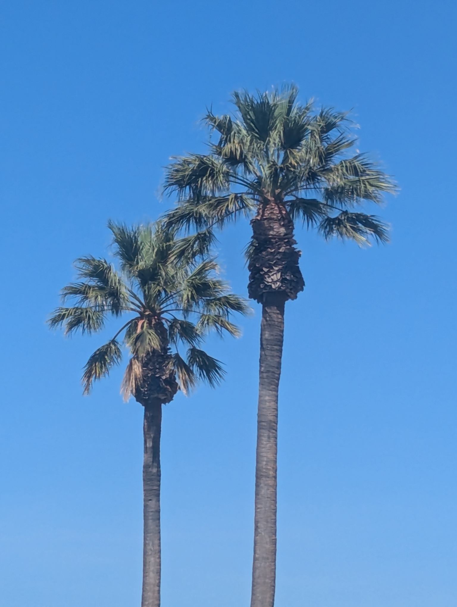 California Fan Palm – Tony Tomeo