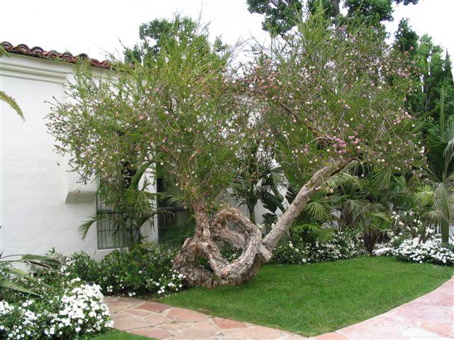 Pink Melaleuca – Tony Tomeo