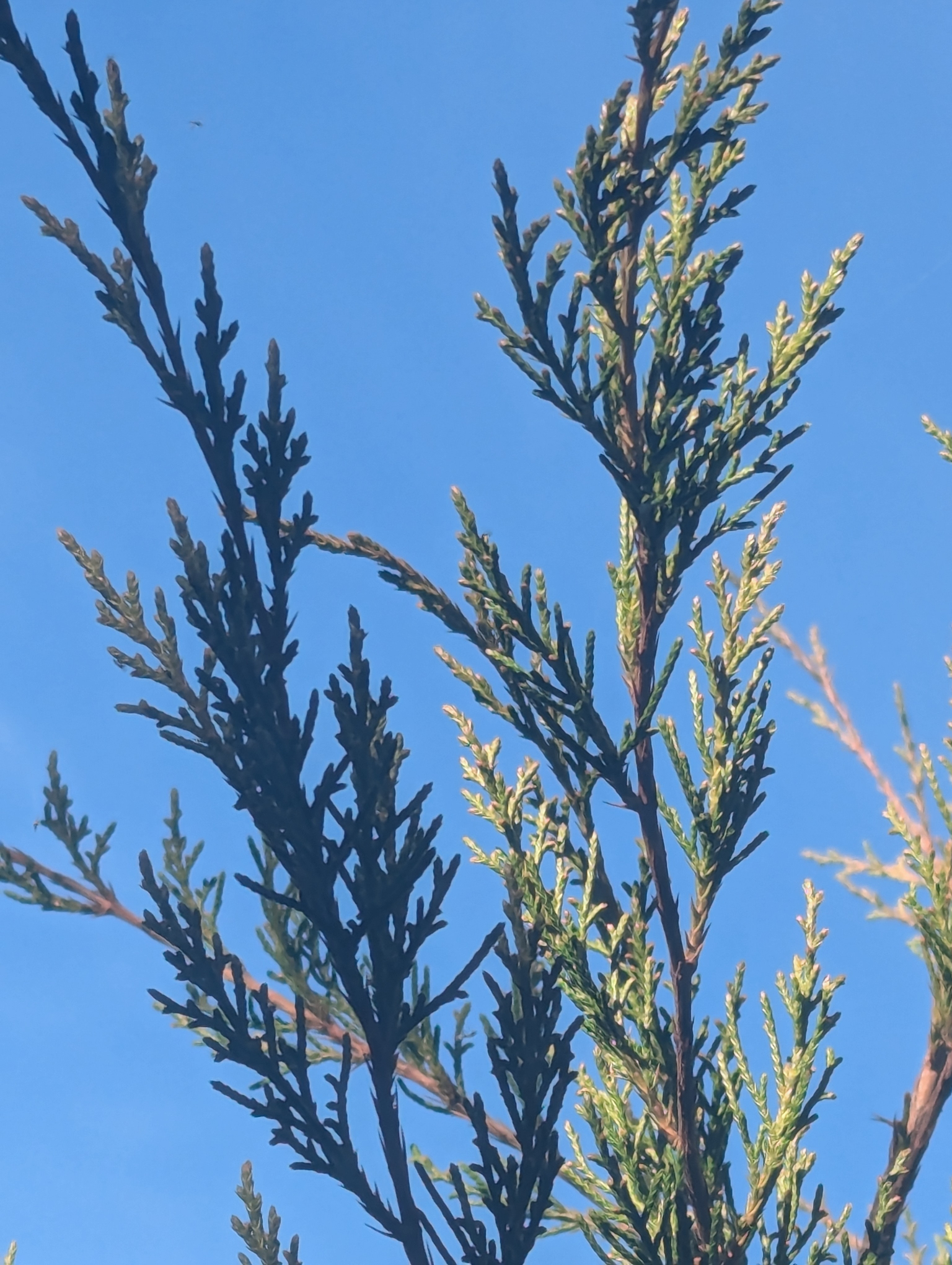 Eastern Redcedar – Tony Tomeo