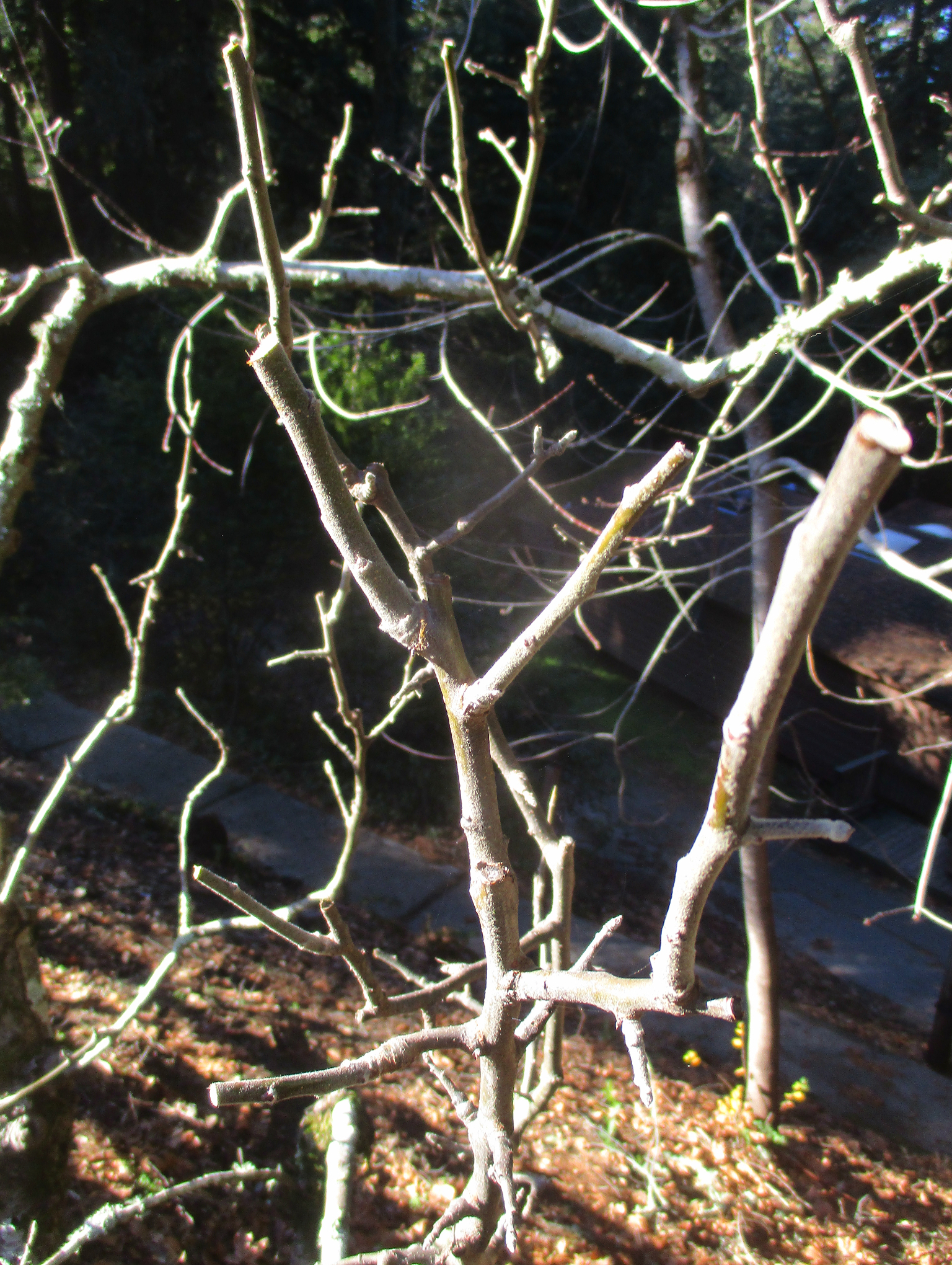 Winter Pruning Deciduous Fruit Trees – Tony Tomeo