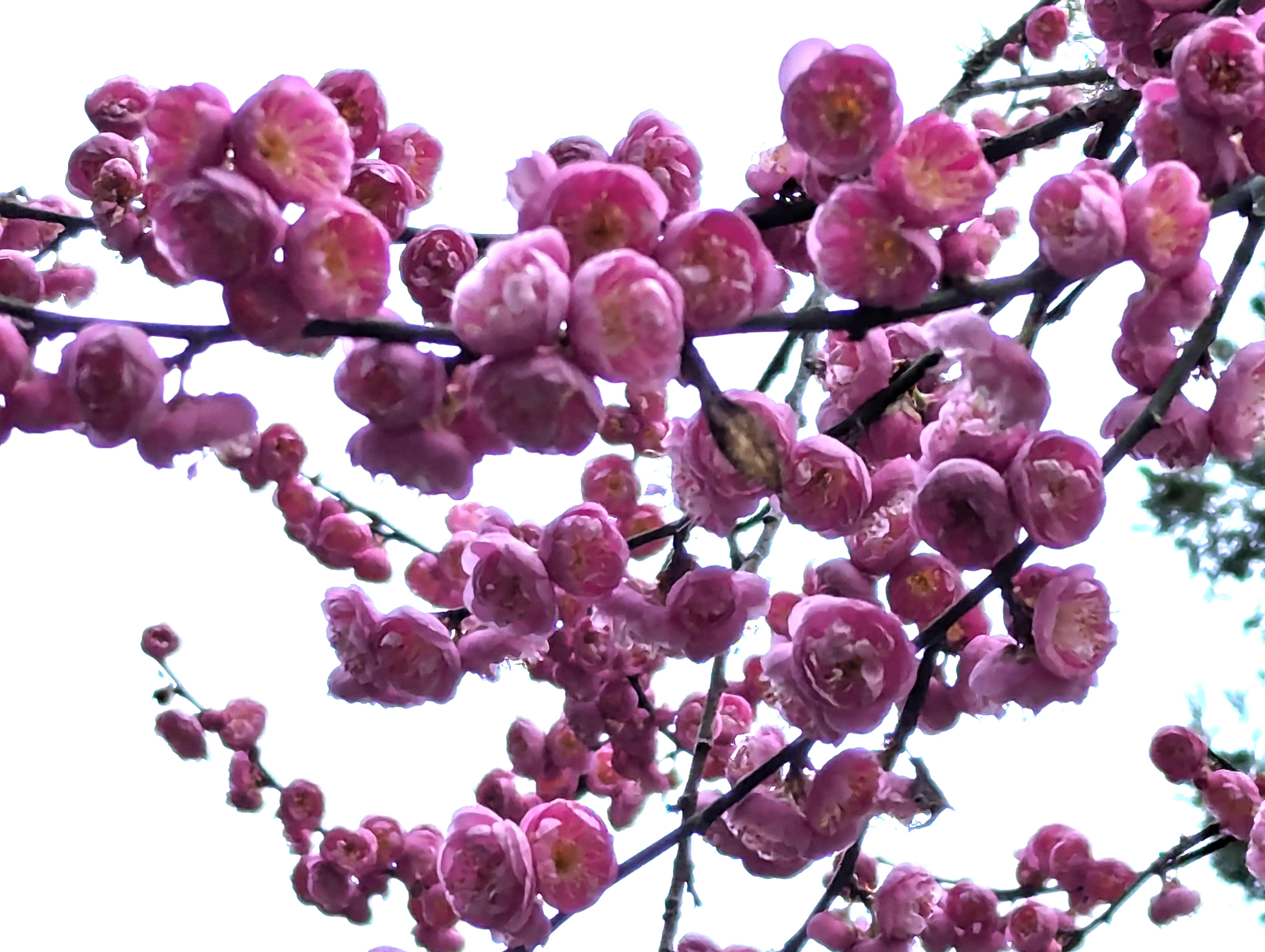 Sunday Best – Landon’s Tree – Tony Tomeo