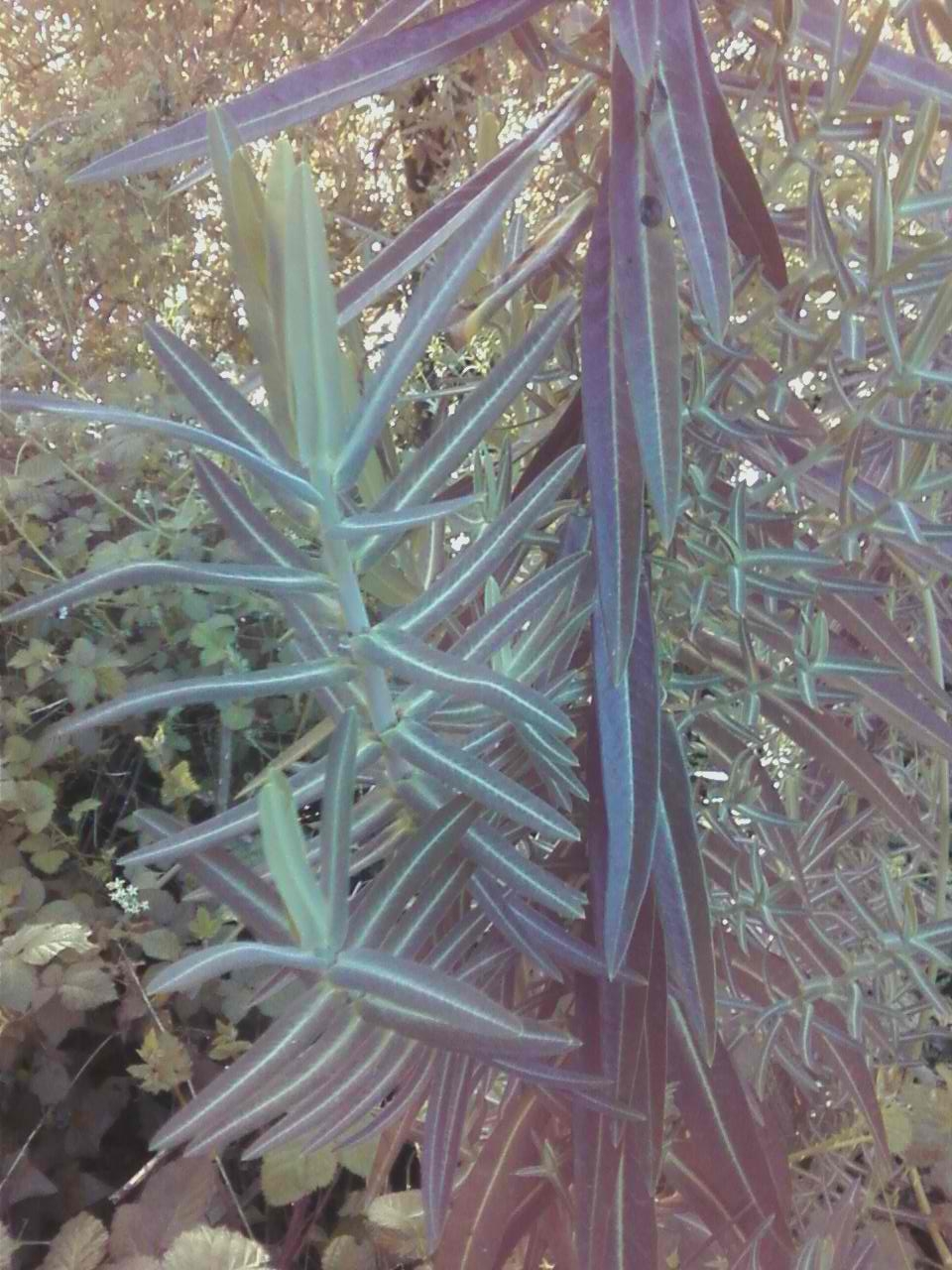 Gopher Purge – Tony Tomeo