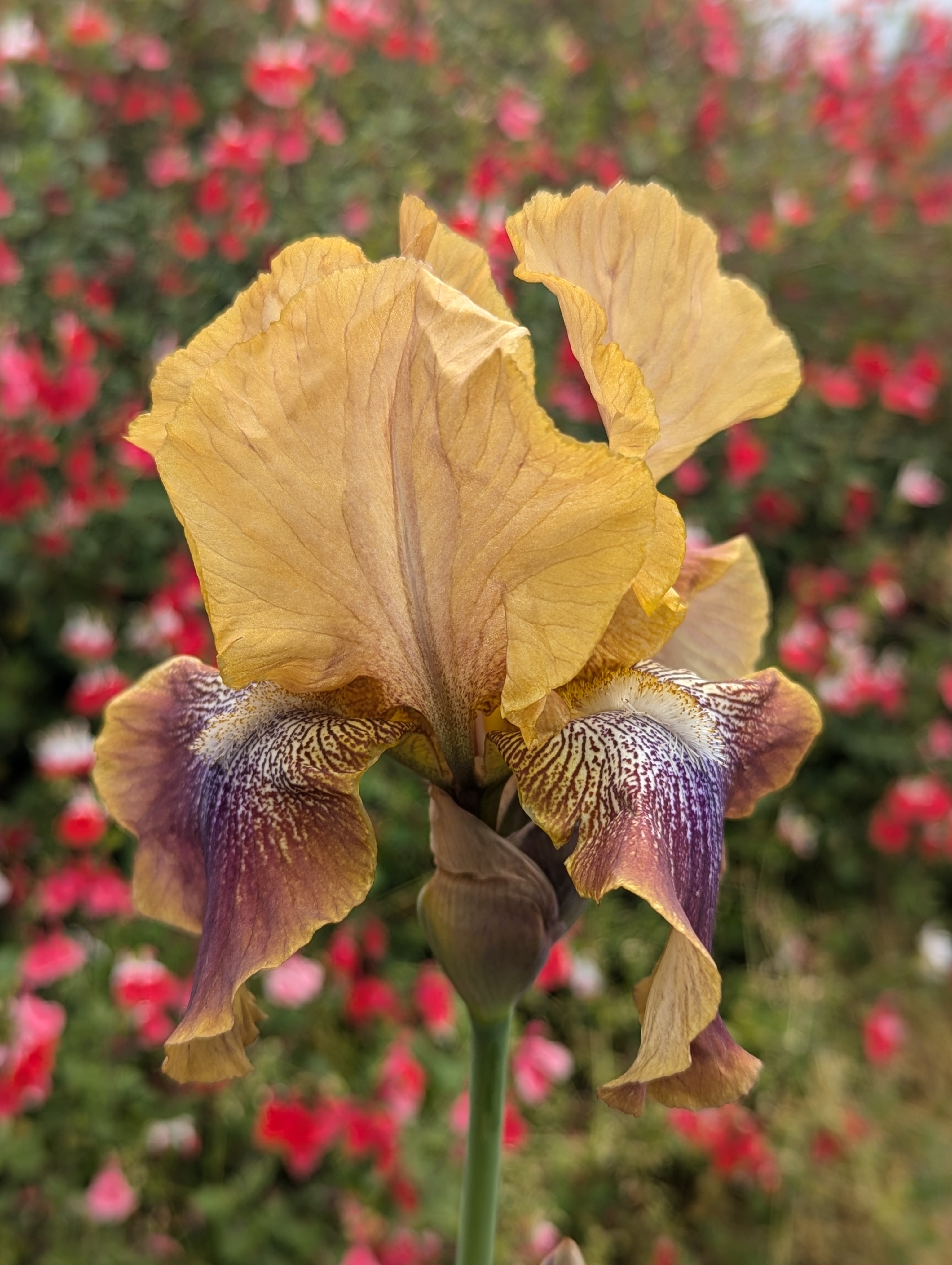 Six on Saturday: Bearded Iris 2025 – Tony Tomeo