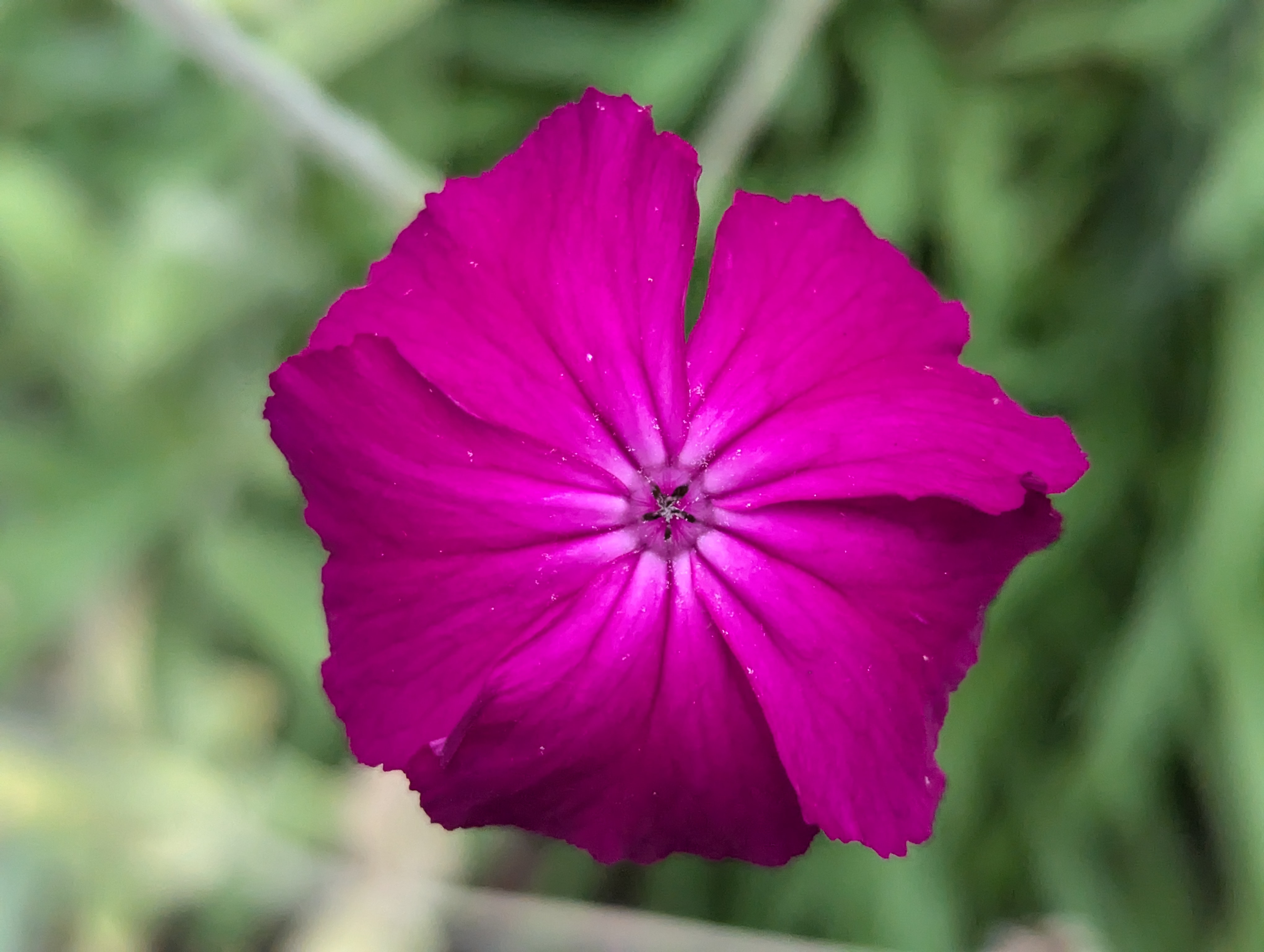 Sunday Best – Campion – Tony Tomeo
