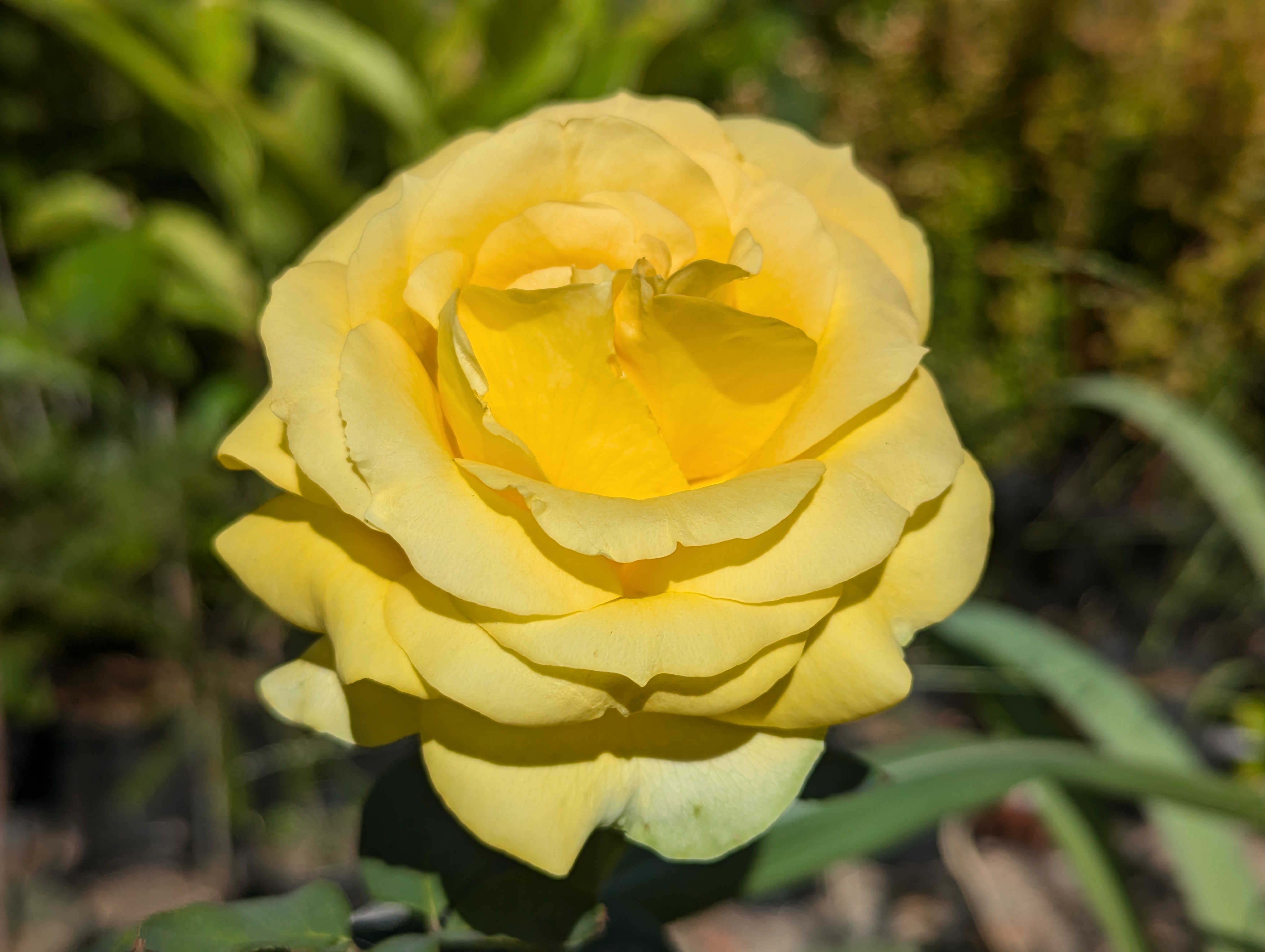 Sunday Best – Another Rose – Tony Tomeo