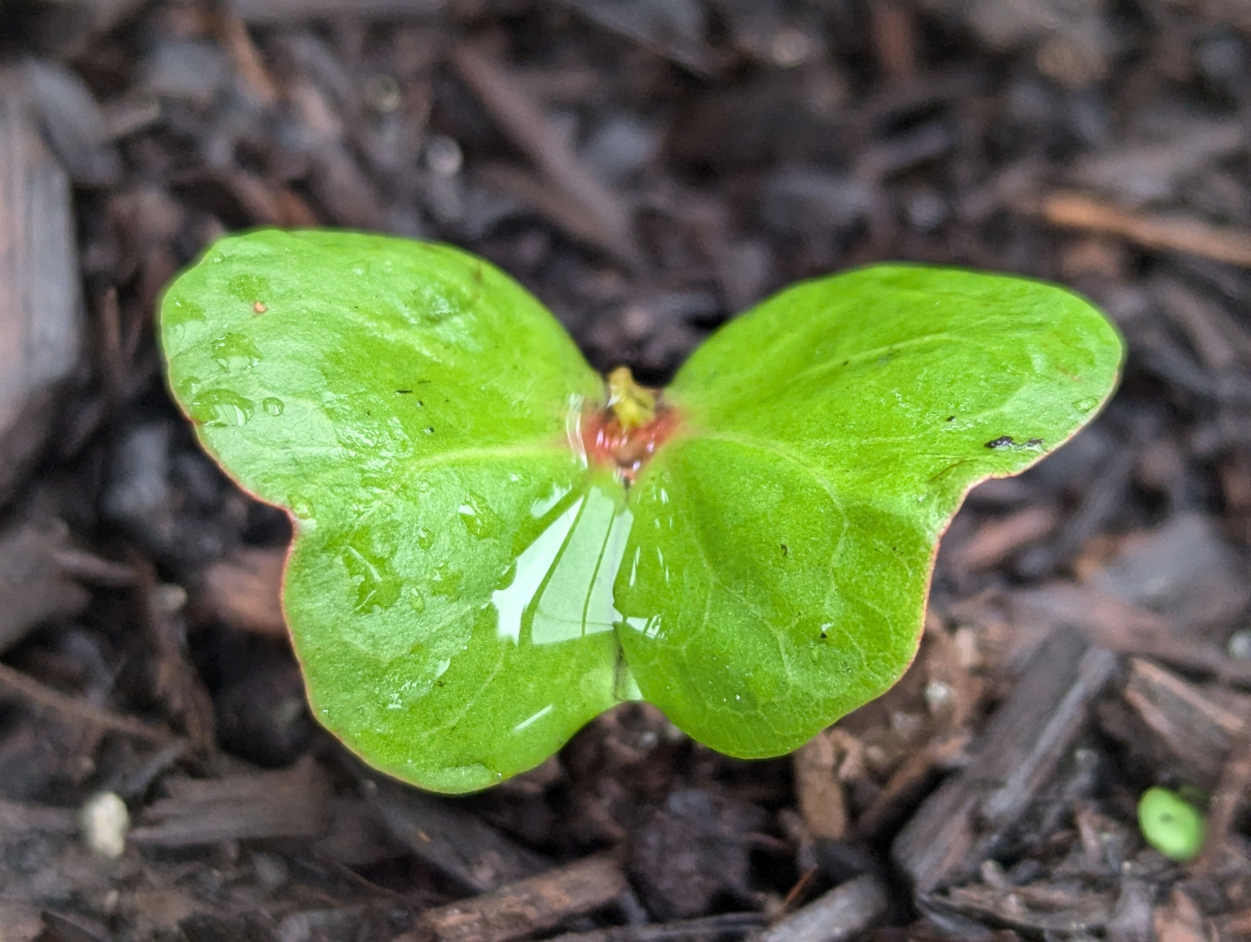 Sea Grape – Tony Tomeo