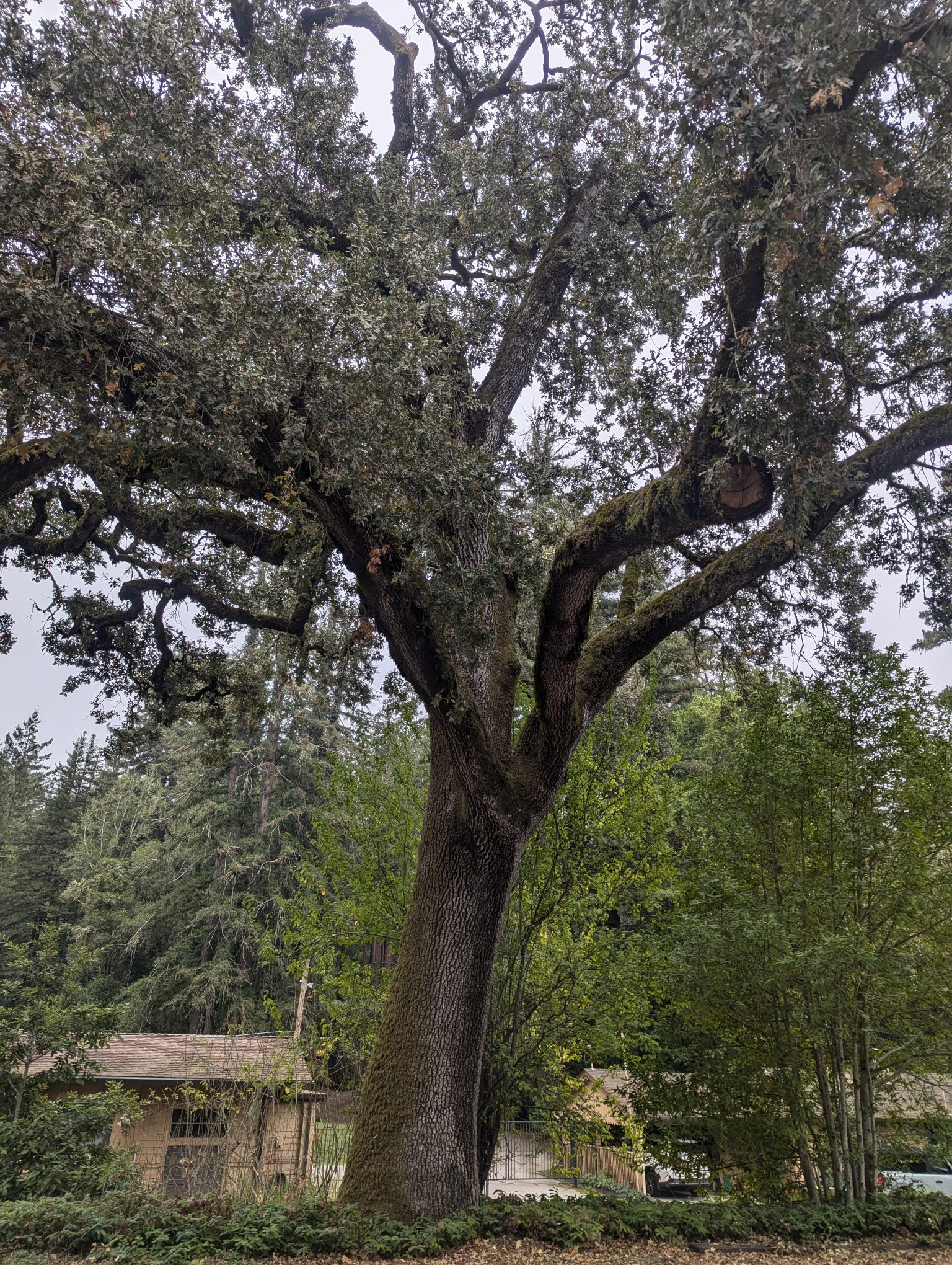 Valley Oak – Tony Tomeo
