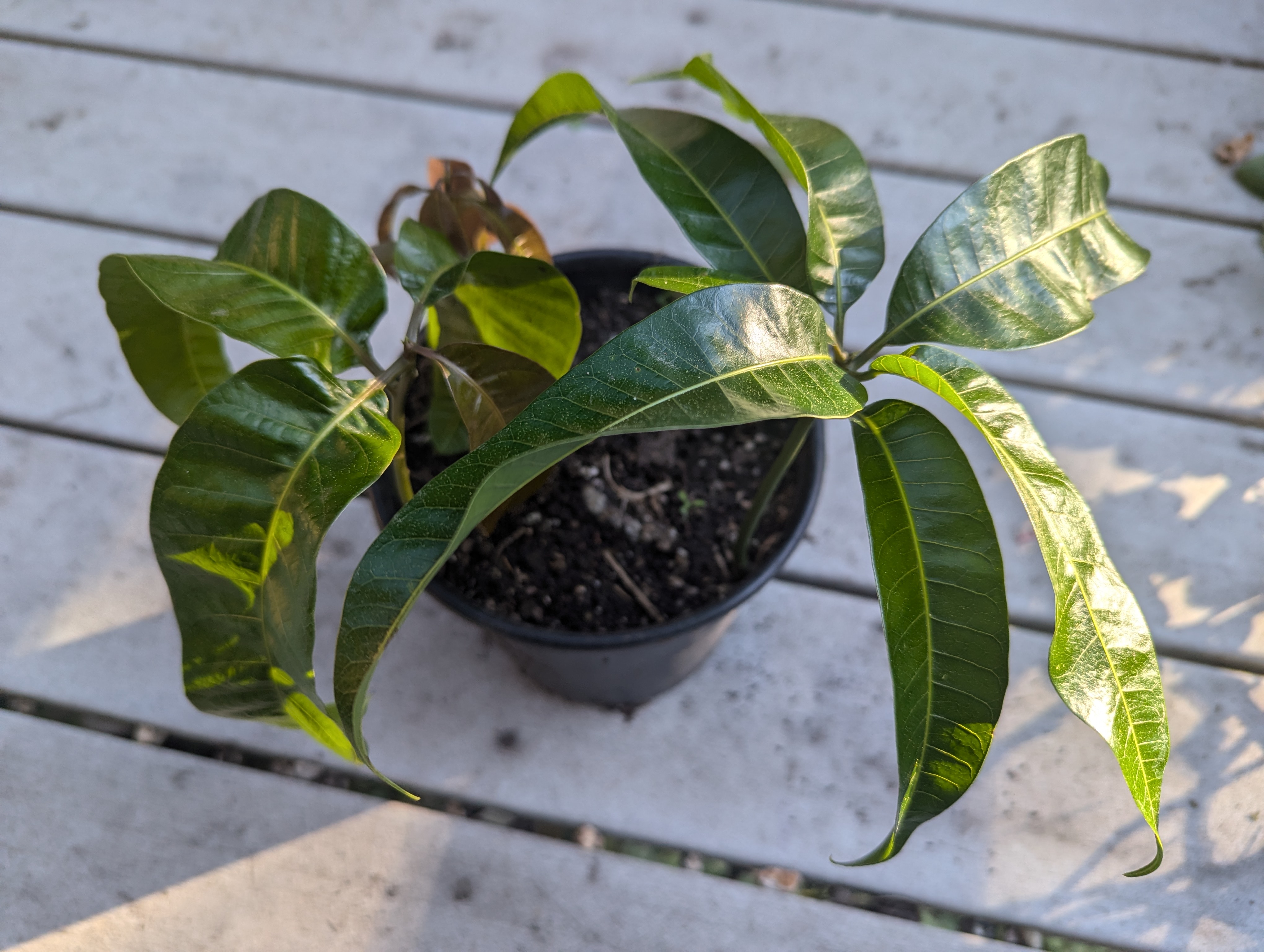 Mango Seedlings – Tony Tomeo