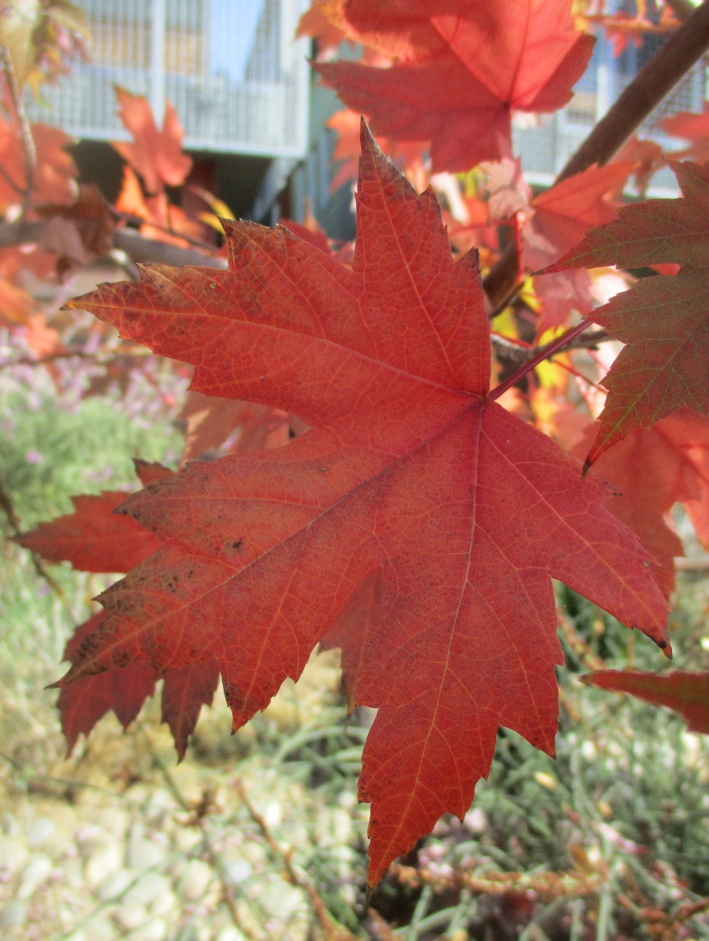 Freeman Maple – Tony Tomeo
