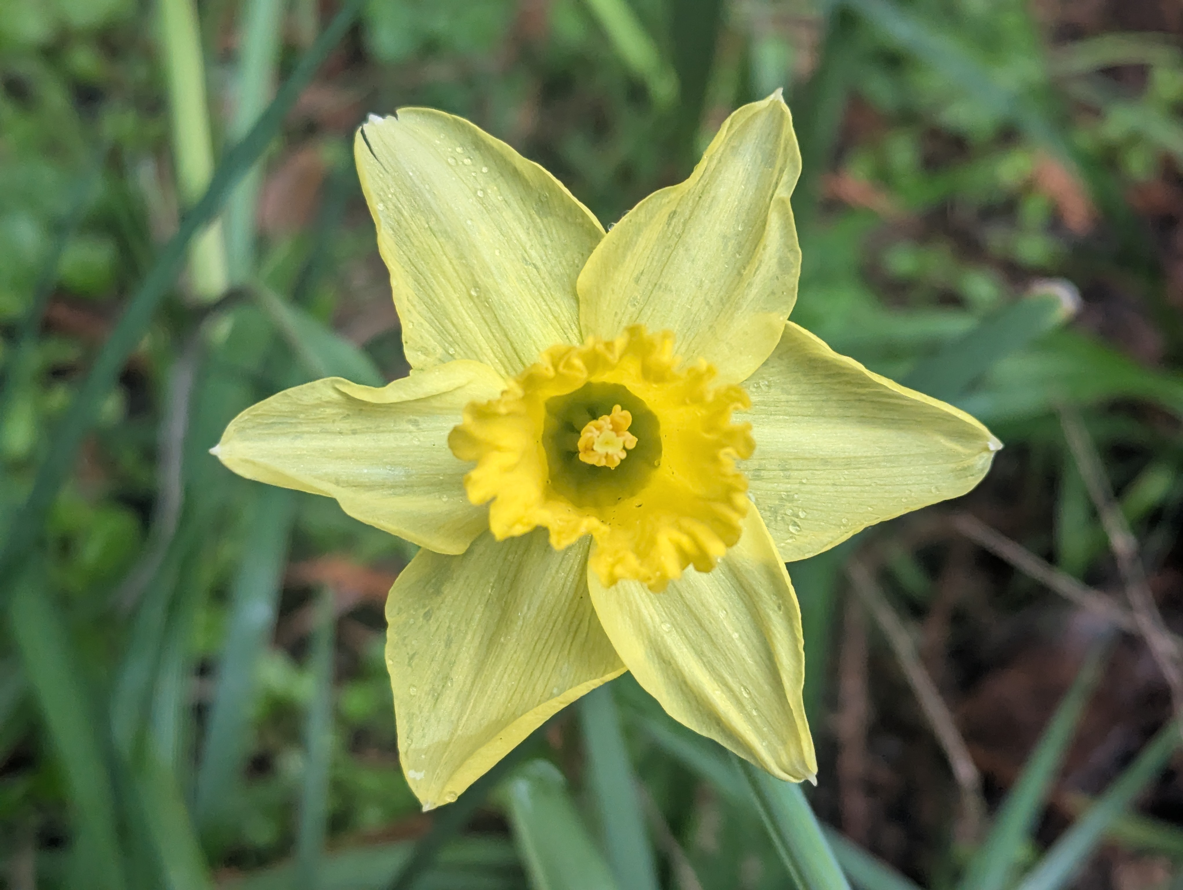 Sunday Best – Daffodil – Tony Tomeo