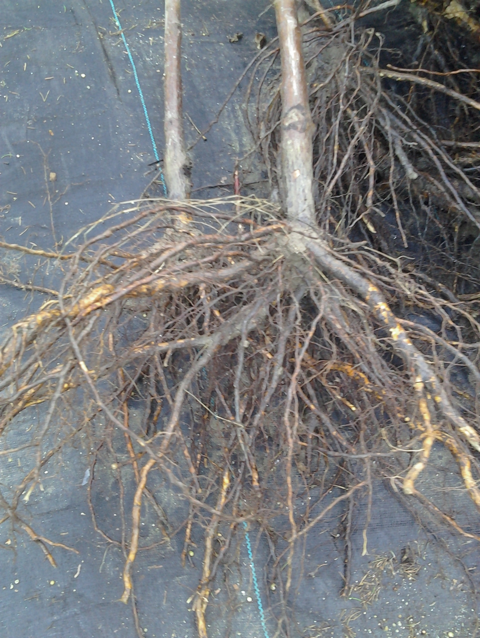 Bare Root Season Begins Now – Tony Tomeo