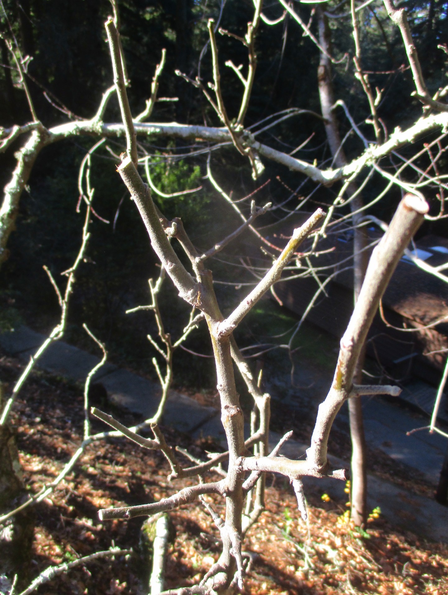 Dormant Pruning For Fruit Trees – Tony Tomeo