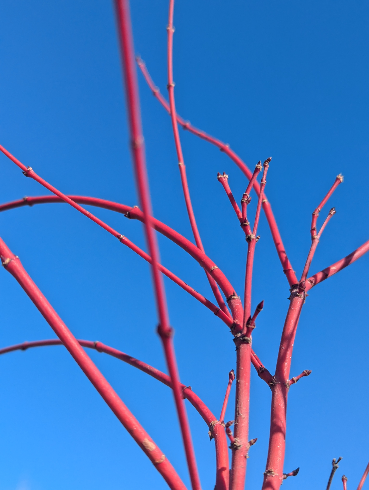 Alternating Canes Favors New Growth – Tony Tomeo