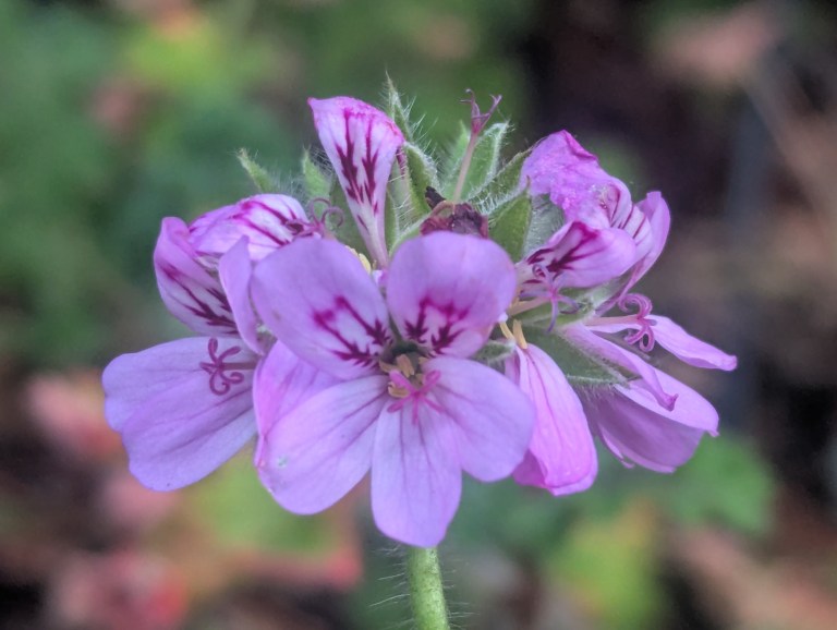 Sunday Best – Scented Geranium – Tony Tomeo