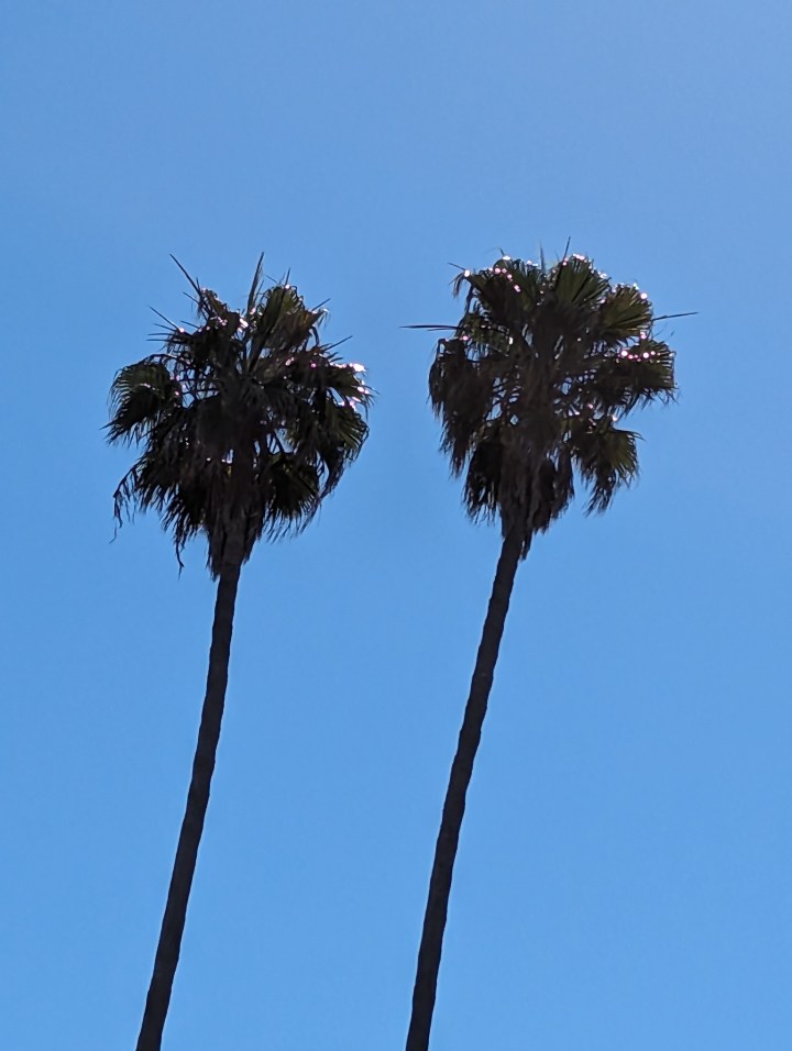 Mexican Fan Palm – Tony Tomeo