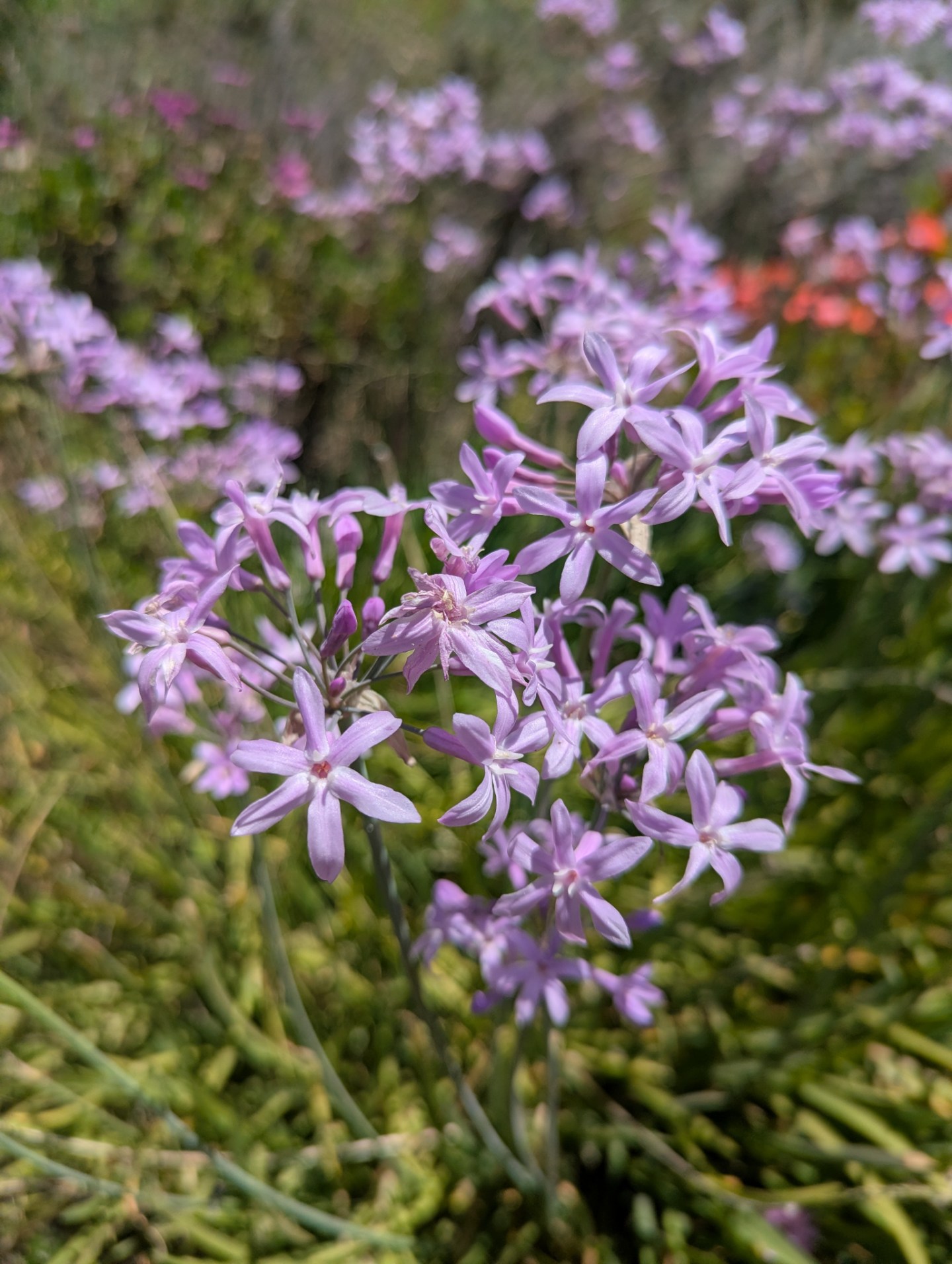 Aromatic Foliage Has Certain Advantages – Tony Tomeo