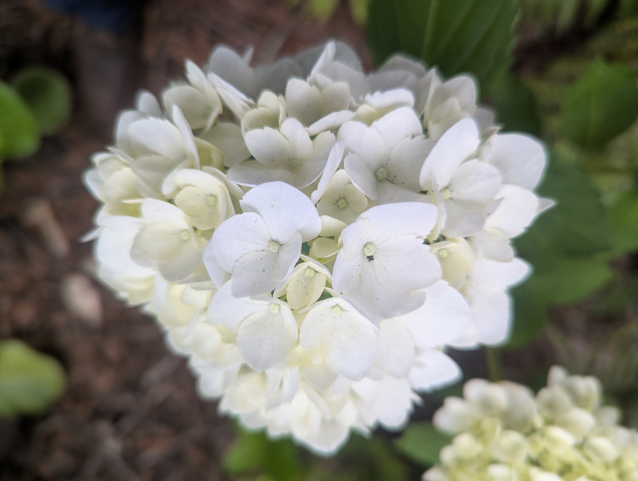 Sunday Best – Hydrangea – Tony Tomeo