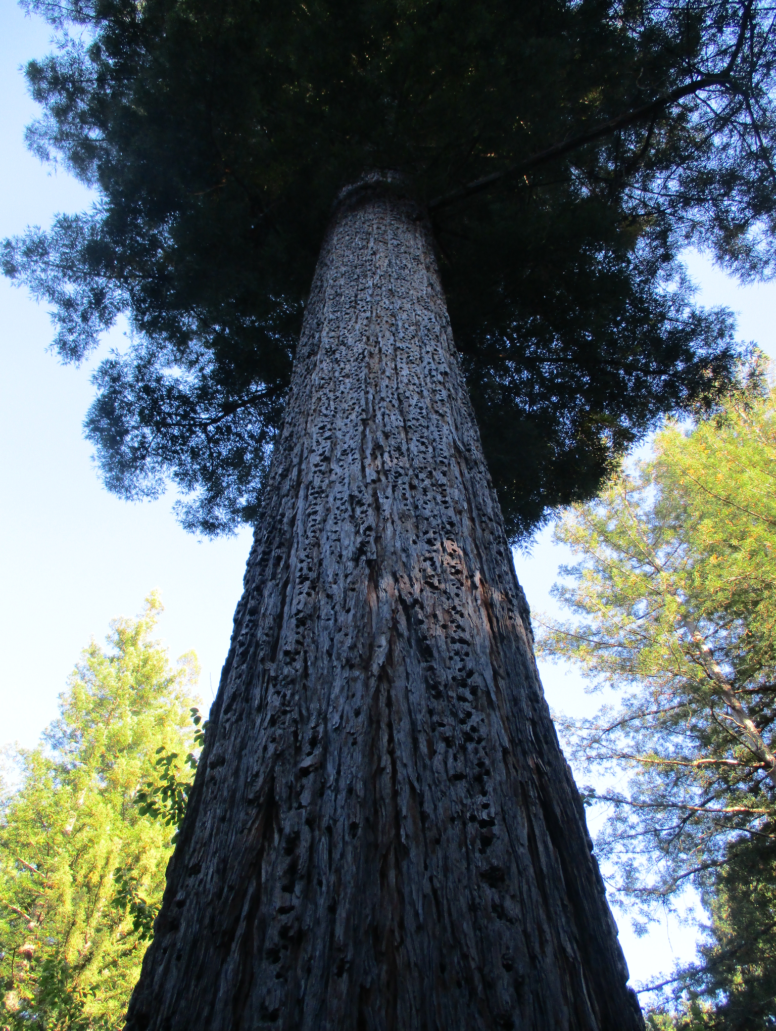 Arborists Are Horticulturists Of Trees – Tony Tomeo