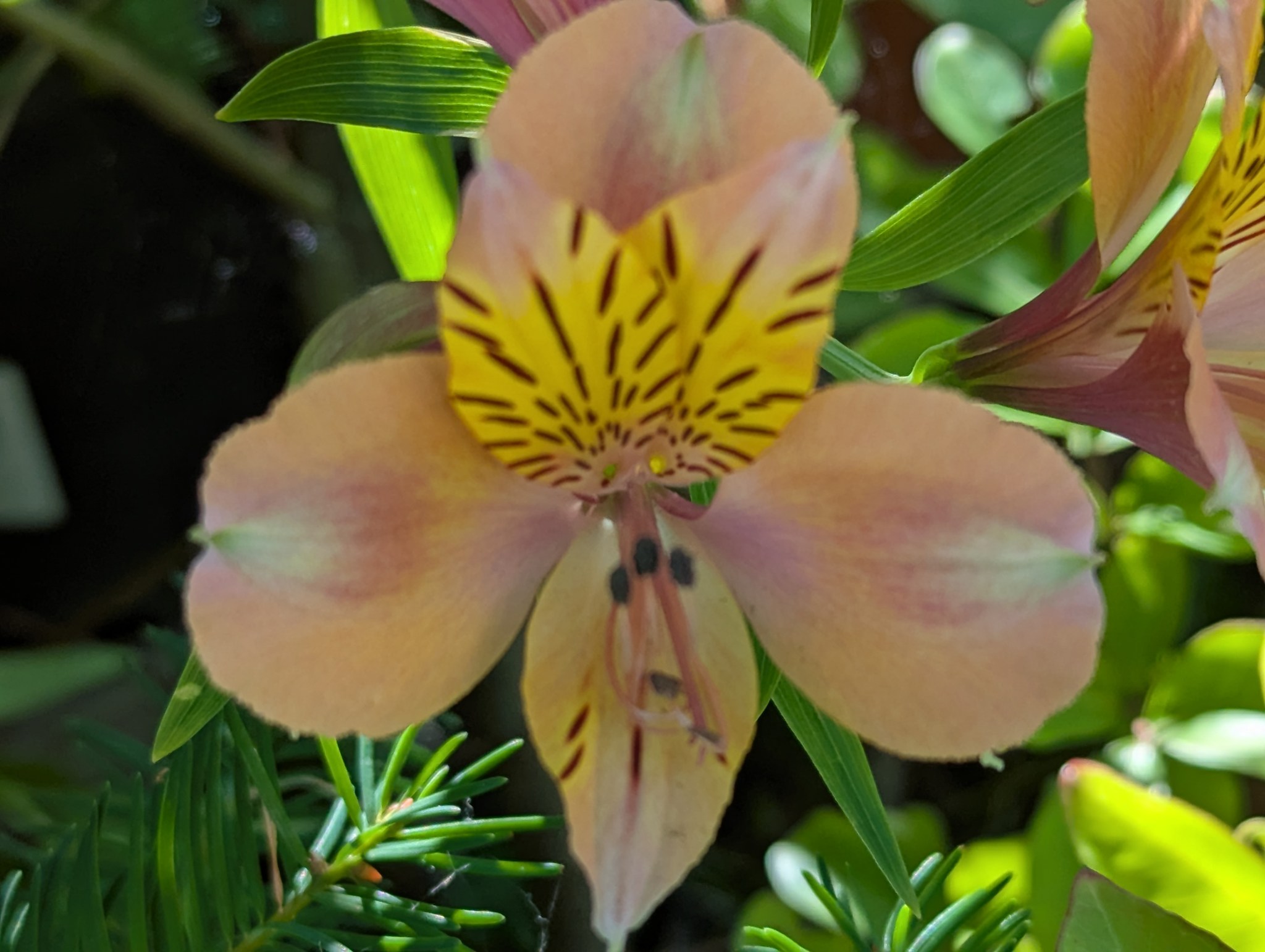 Sunday Best – Peruvian Lily – Tony Tomeo